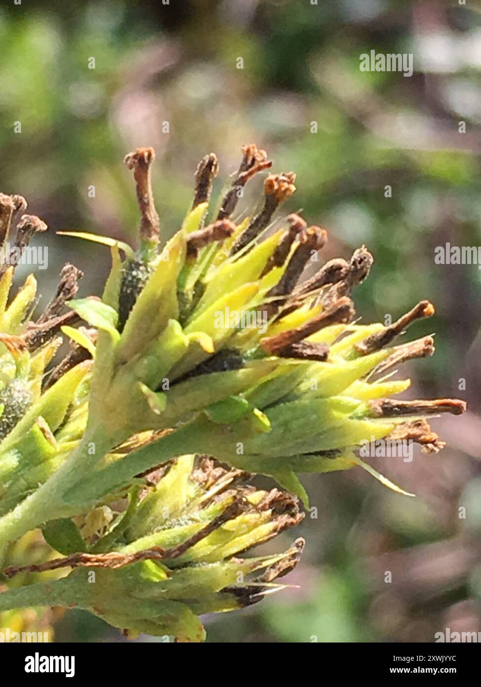 Yellow Crownbeard (Verbesina occidentalis) Plantae Stock Photo - Alamy