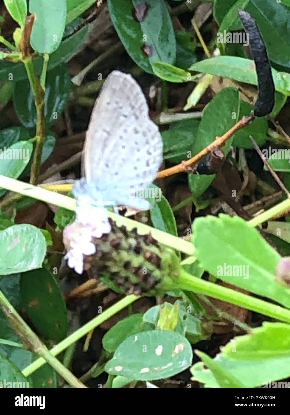 Lesser Grass Blue (Zizina otis) Insecta Stock Photo - Alamy