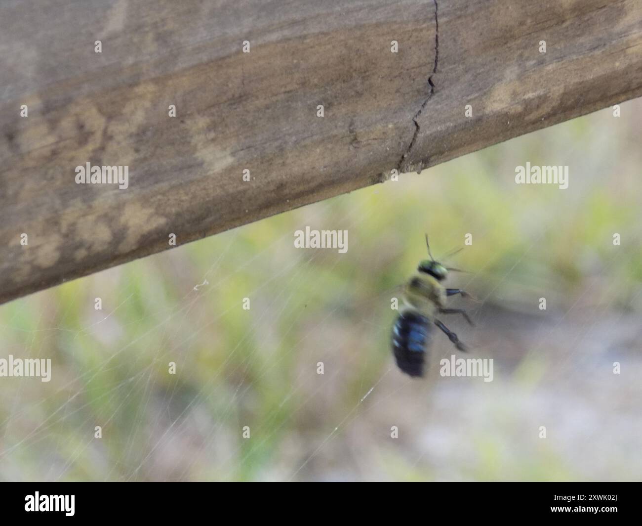 Eastern Carpenter Bee (Xylocopa virginica) Insecta Stock Photo - Alamy