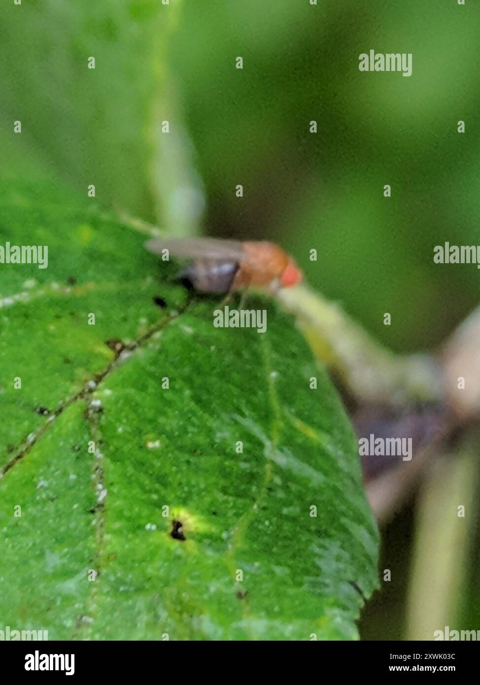 Lauxaniid Flies (Lauxaniidae) Insecta Stock Photo - Alamy