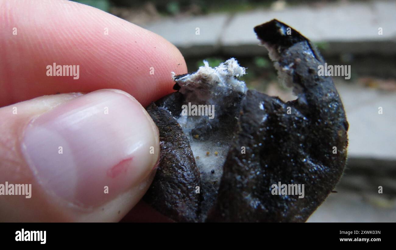 Sumac Gall Aphid (Melaphis rhois) Insecta Stock Photo - Alamy