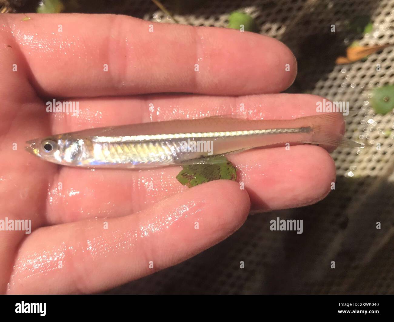 Inland Silverside (Menidia beryllina) Actinopterygii Stock Photo - Alamy