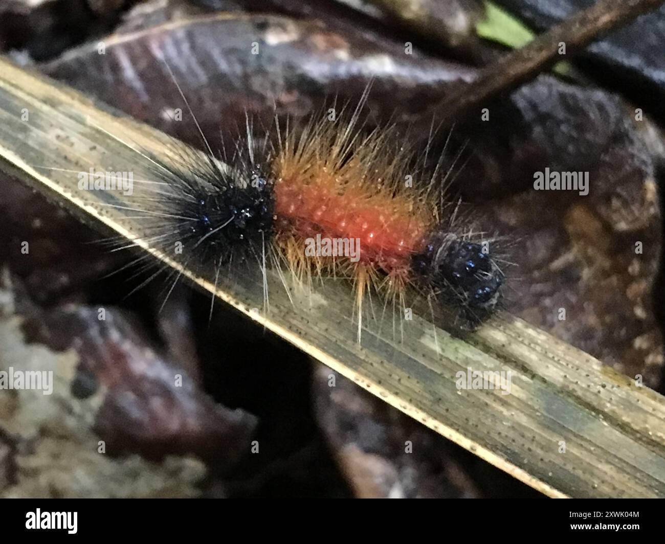Tiger Moths (Arctiini) Insecta Stock Photo - Alamy