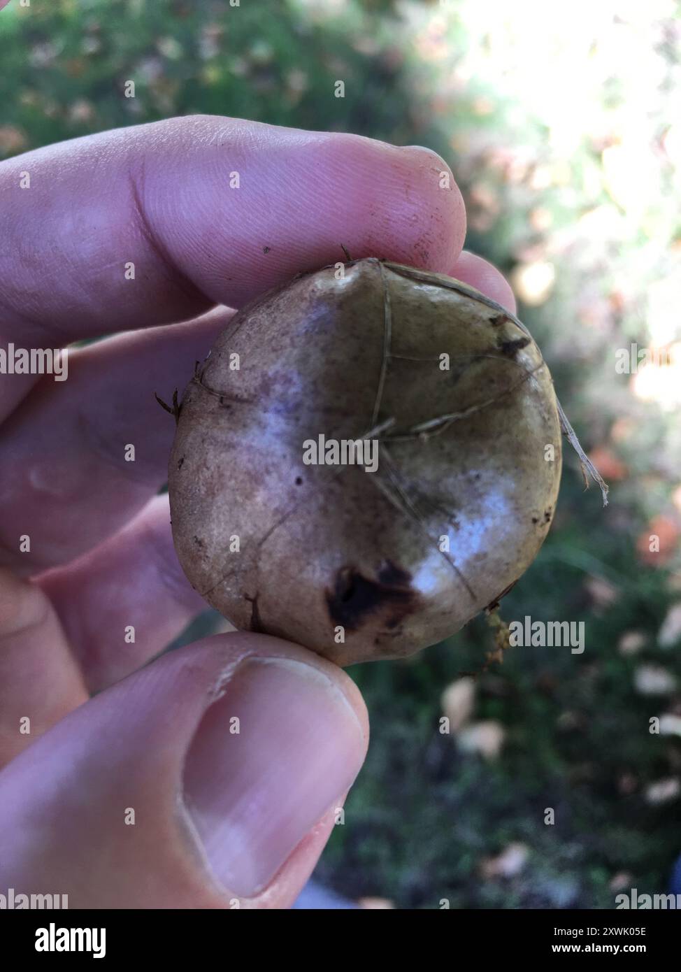 Brown Roll-Rim (Paxillus involutus) Fungi Stock Photo - Alamy