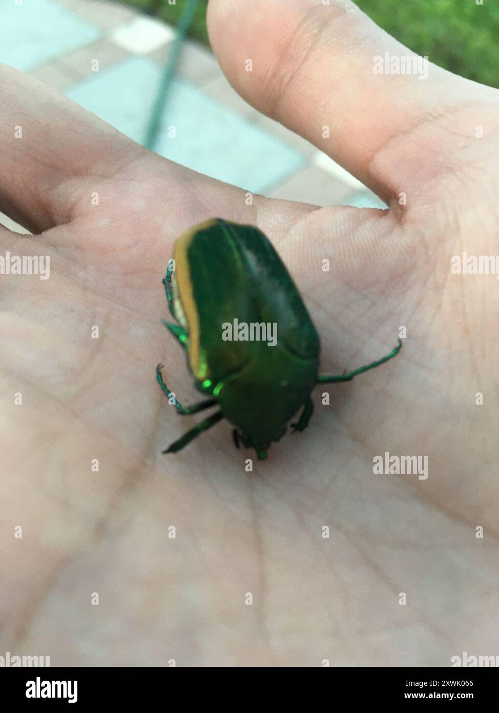 Figeater beetle hi-res stock photography and images - Alamy