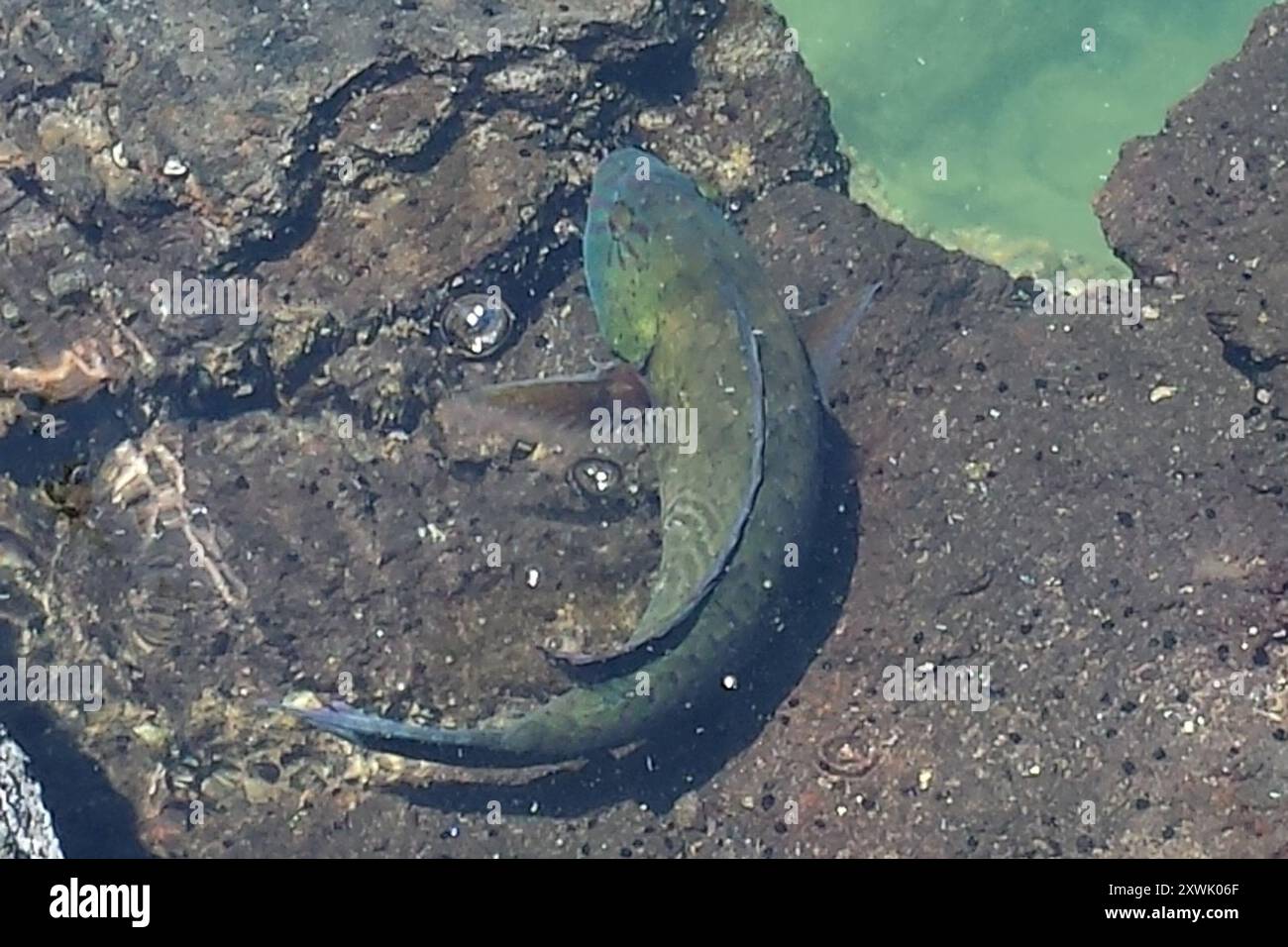 Star-eye Parrotfish (Calotomus carolinus) Actinopterygii Stock Photo ...