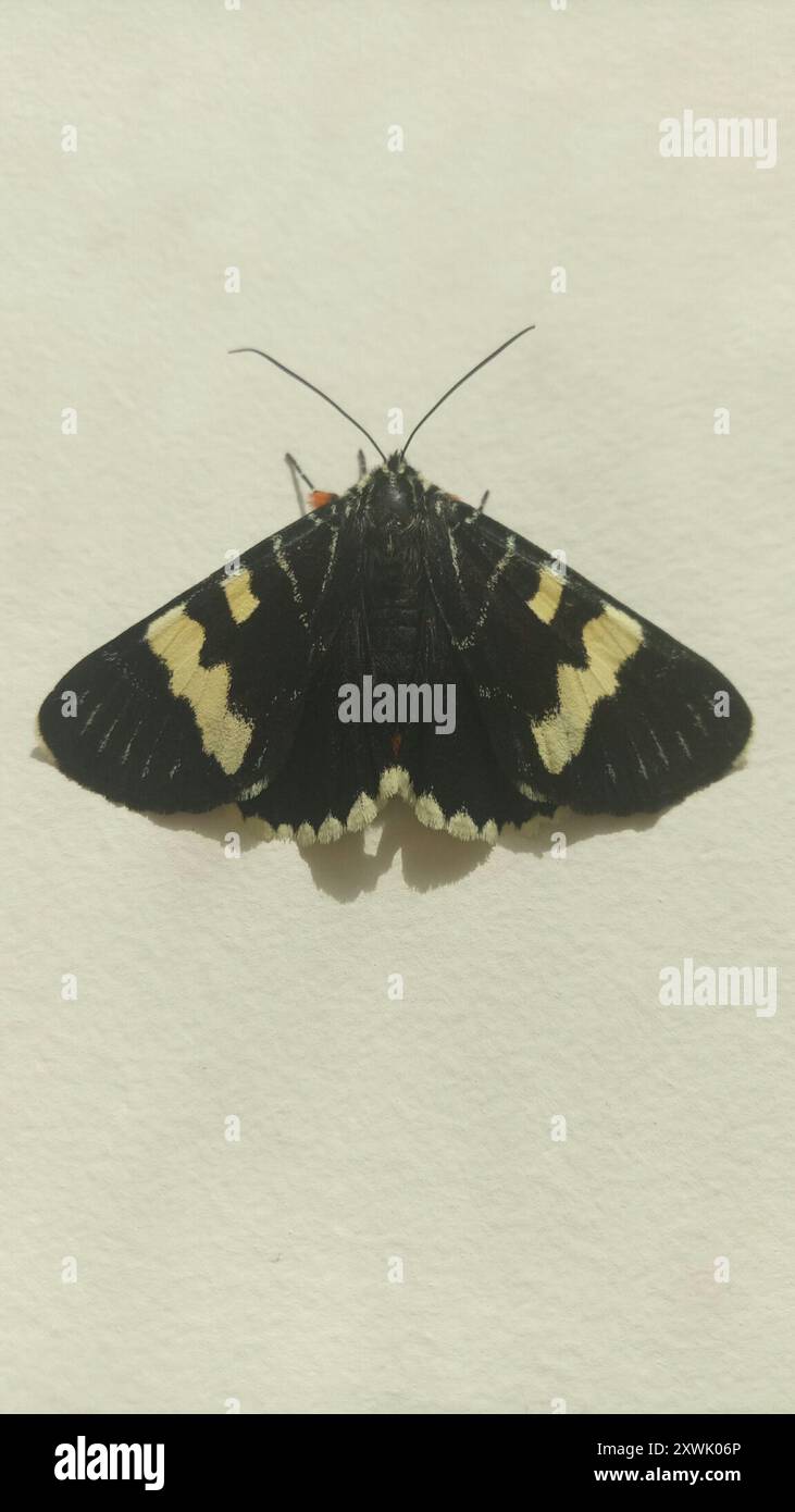 Australian Grapevine Moth (Phalaenoides glycinae) Insecta Stock Photo ...