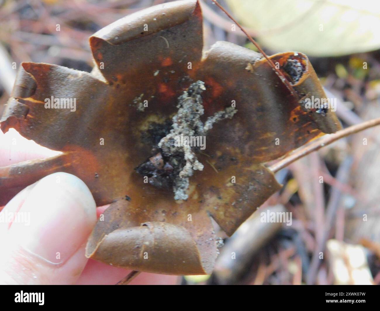 Myriostoma coliforme hi-res stock photography and images - Alamy