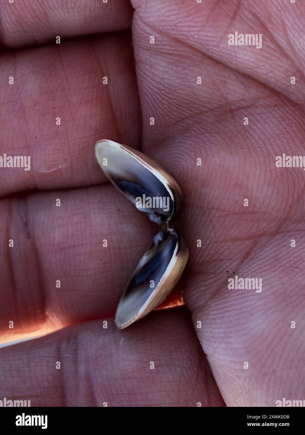 Pismo Clam (Tivela stultorum) Mollusca Stock Photo - Alamy