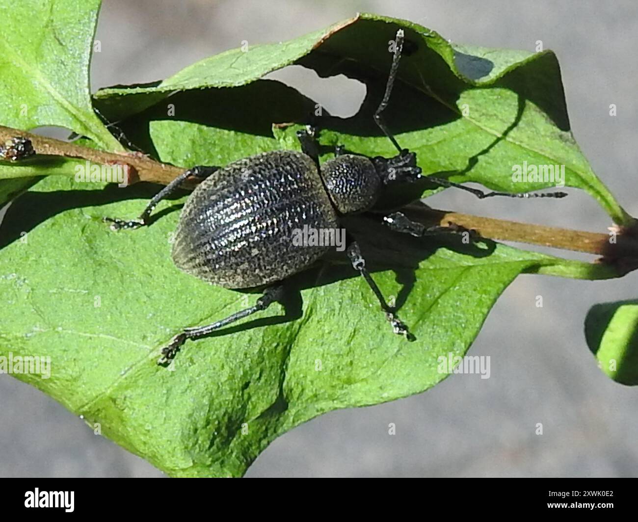 Armadillo Weevil (Otiorhynchus armadillo) Insecta Stock Photo - Alamy