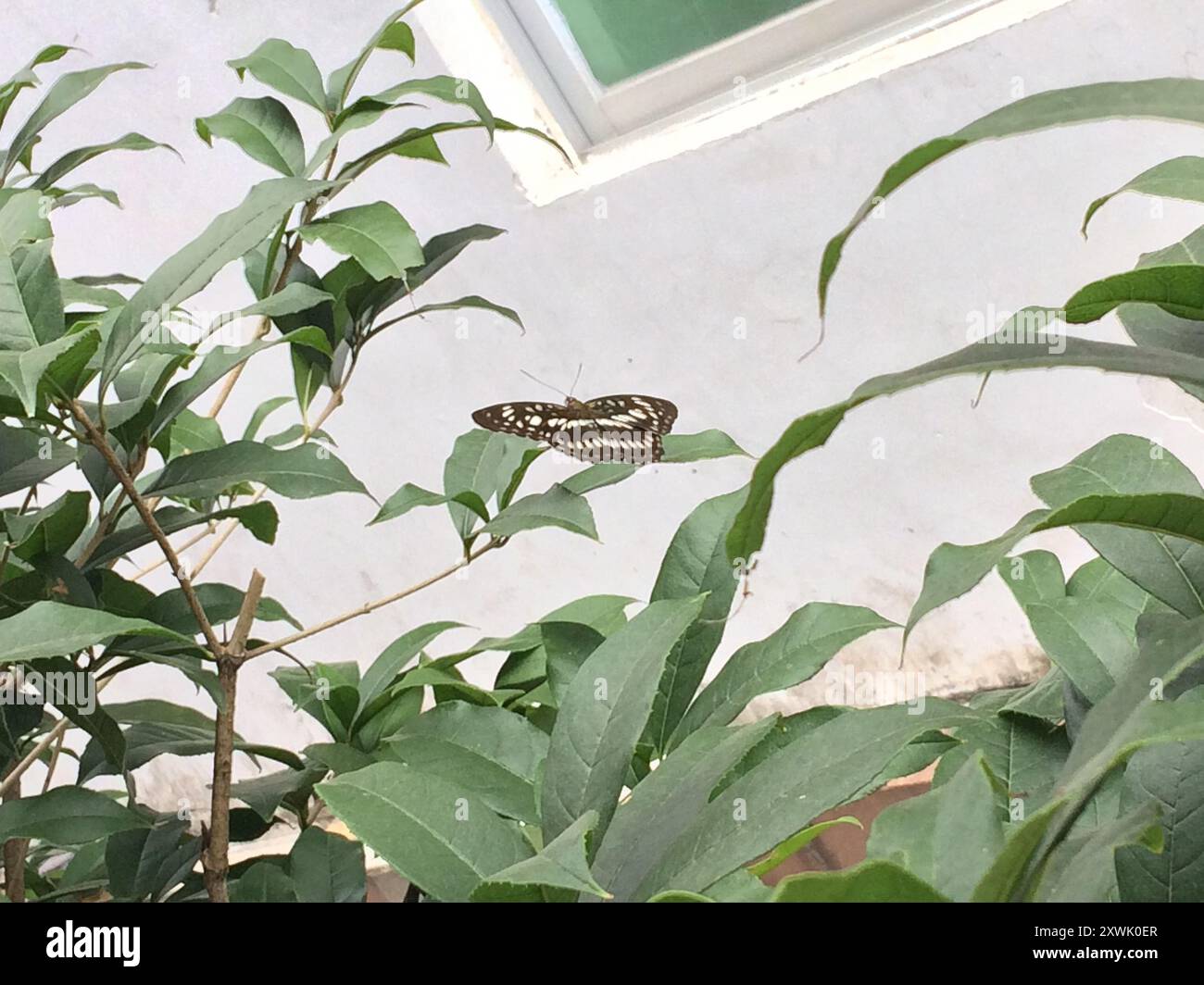 Blackvein sergeant athyma ranga hi-res stock photography and images - Alamy