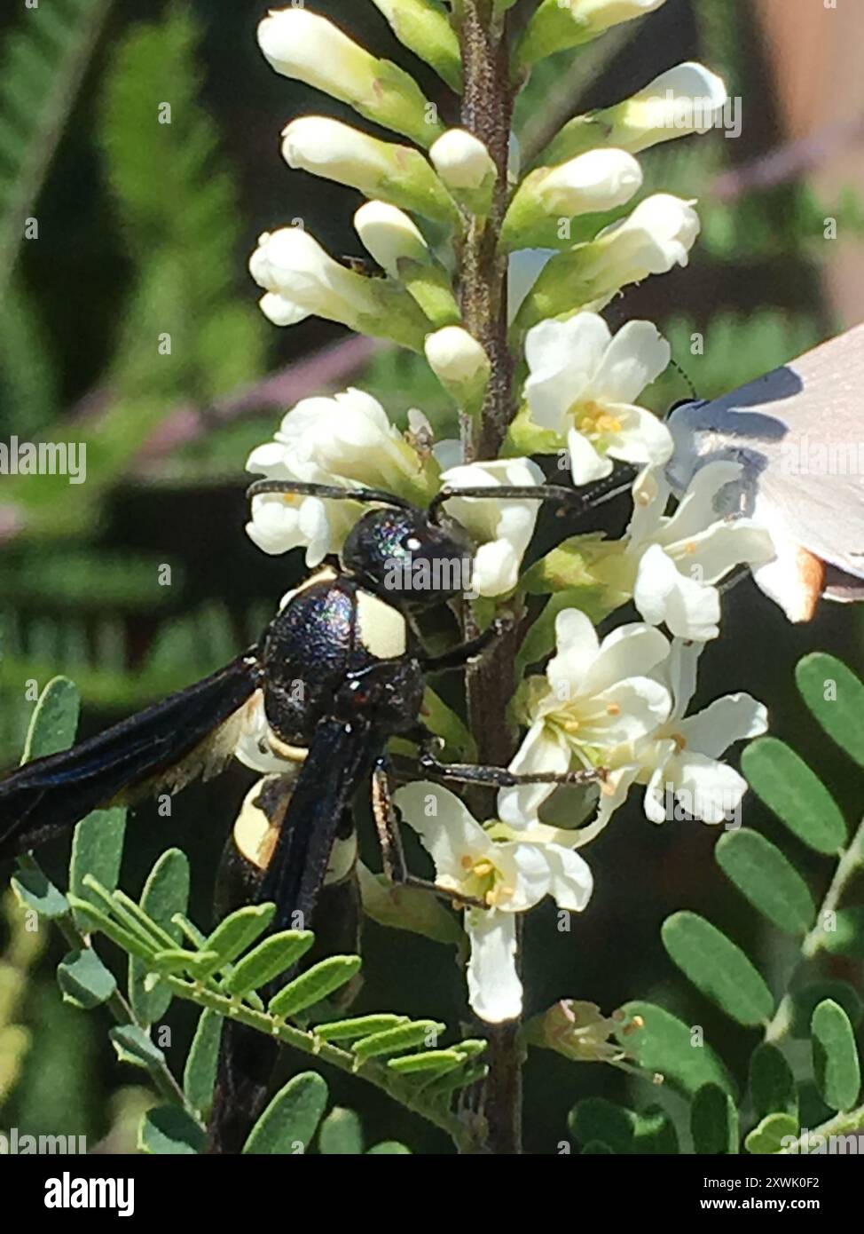 Four-toothed Mason Wasp (Monobia quadridens) Insecta Stock Photo - Alamy