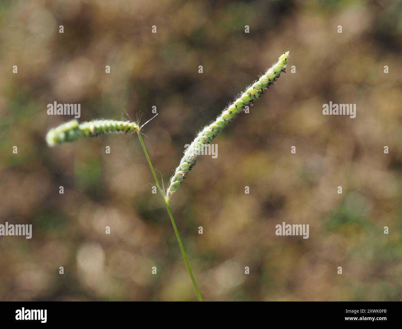 Dallis grass (Paspalum dilatatum) Plantae Stock Photo - Alamy