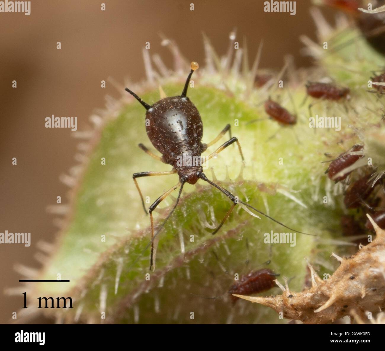 Large Daisy Aphids (Uroleucon) Insecta Stock Photo - Alamy