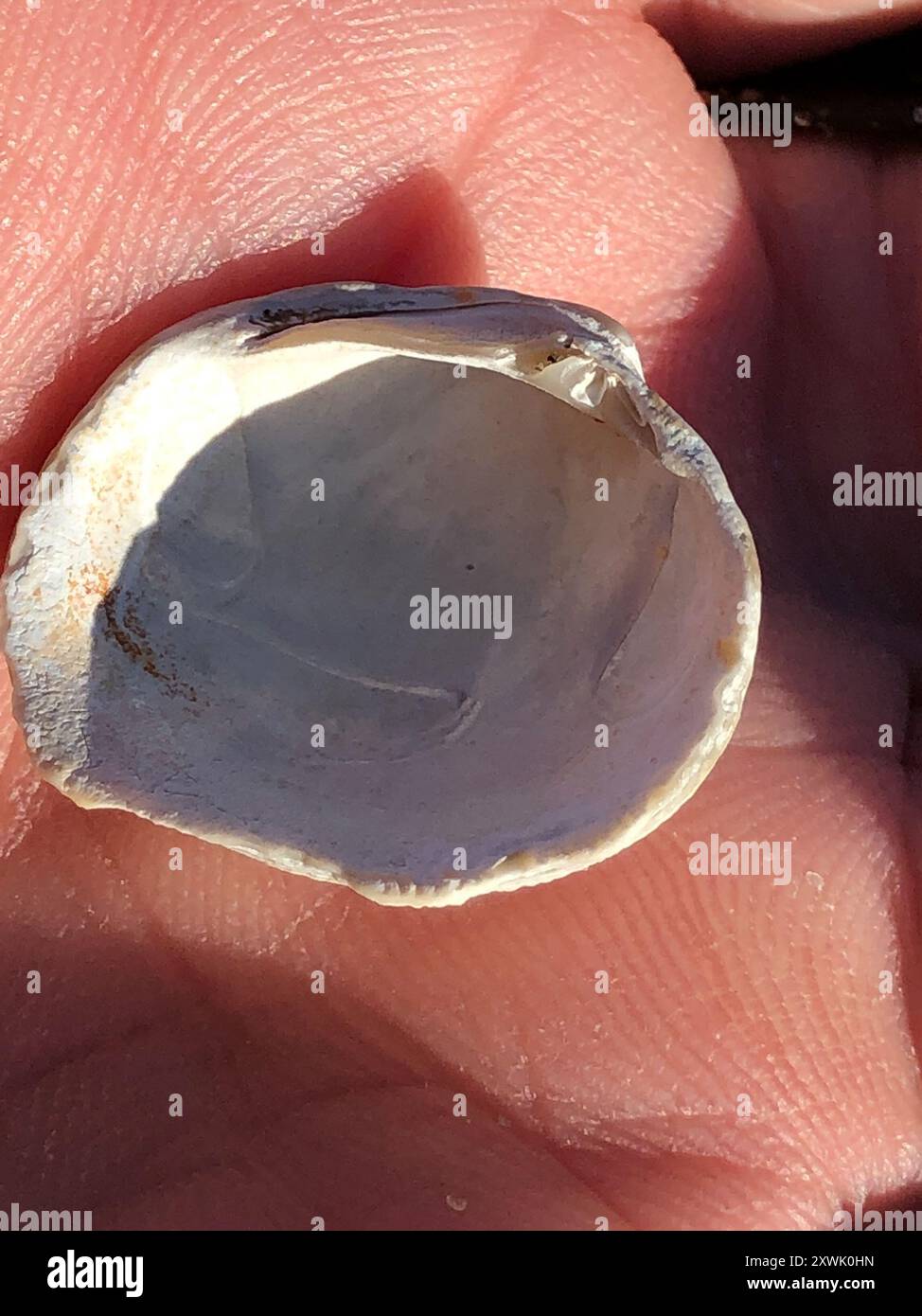 Pacific Littleneck Clam (Leukoma staminea) Mollusca Stock Photo - Alamy