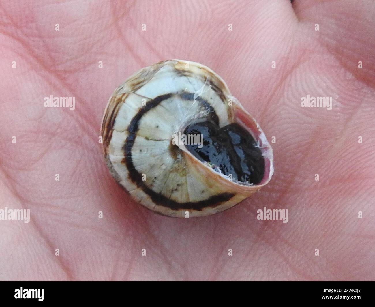 White Italian Snail (Theba pisana) Mollusca Stock Photo - Alamy