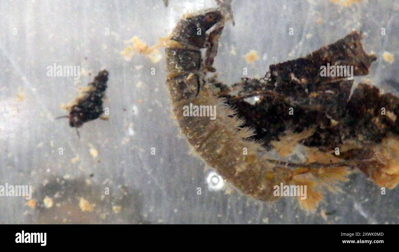Net-spinning Caddisflies (Hydropsychidae) Insecta Stock Photo - Alamy