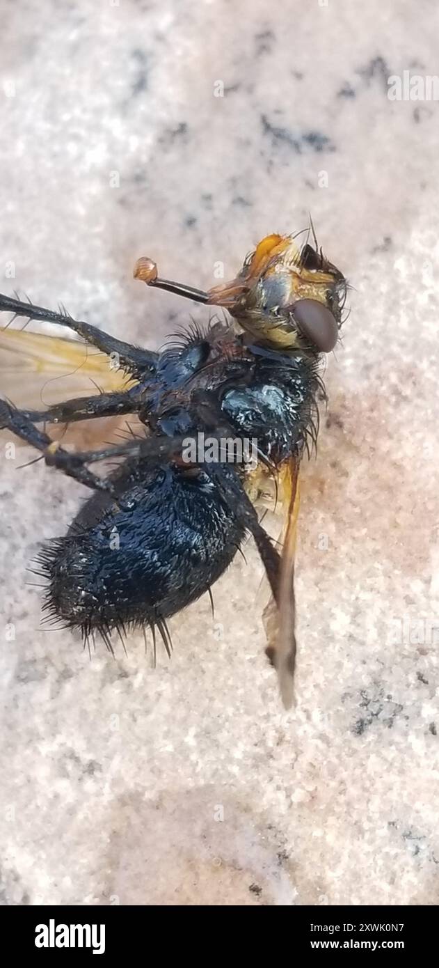 Flies (Diptera) Insecta Stock Photo - Alamy