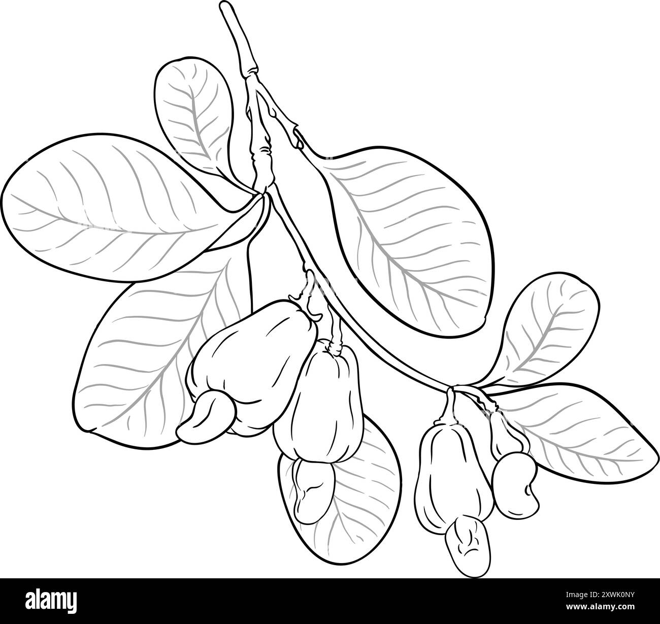 Cashew Branch with Nuts Outline Illustration Stock Vector Image & Art ...