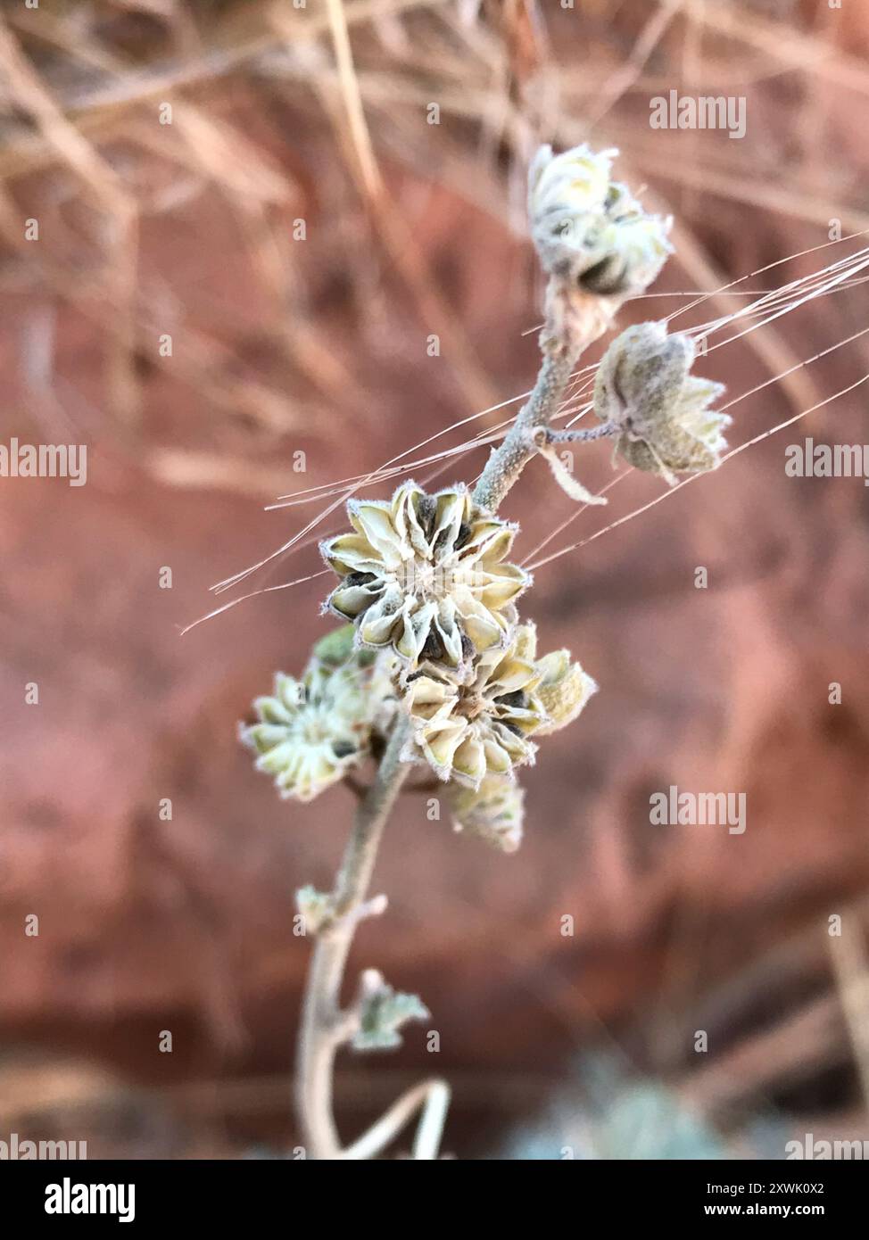 Small-leaf Globemallow (Sphaeralcea parvifolia) Plantae Stock Photo - Alamy