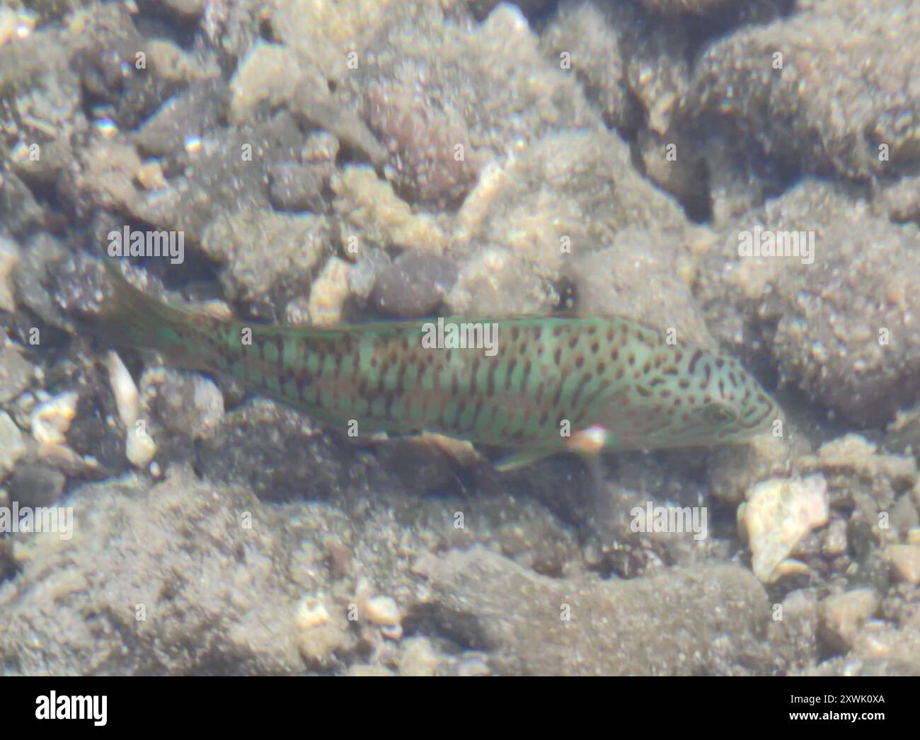 Christmas Wrasse (Thalassoma trilobatum) Actinopterygii Stock Photo - Alamy