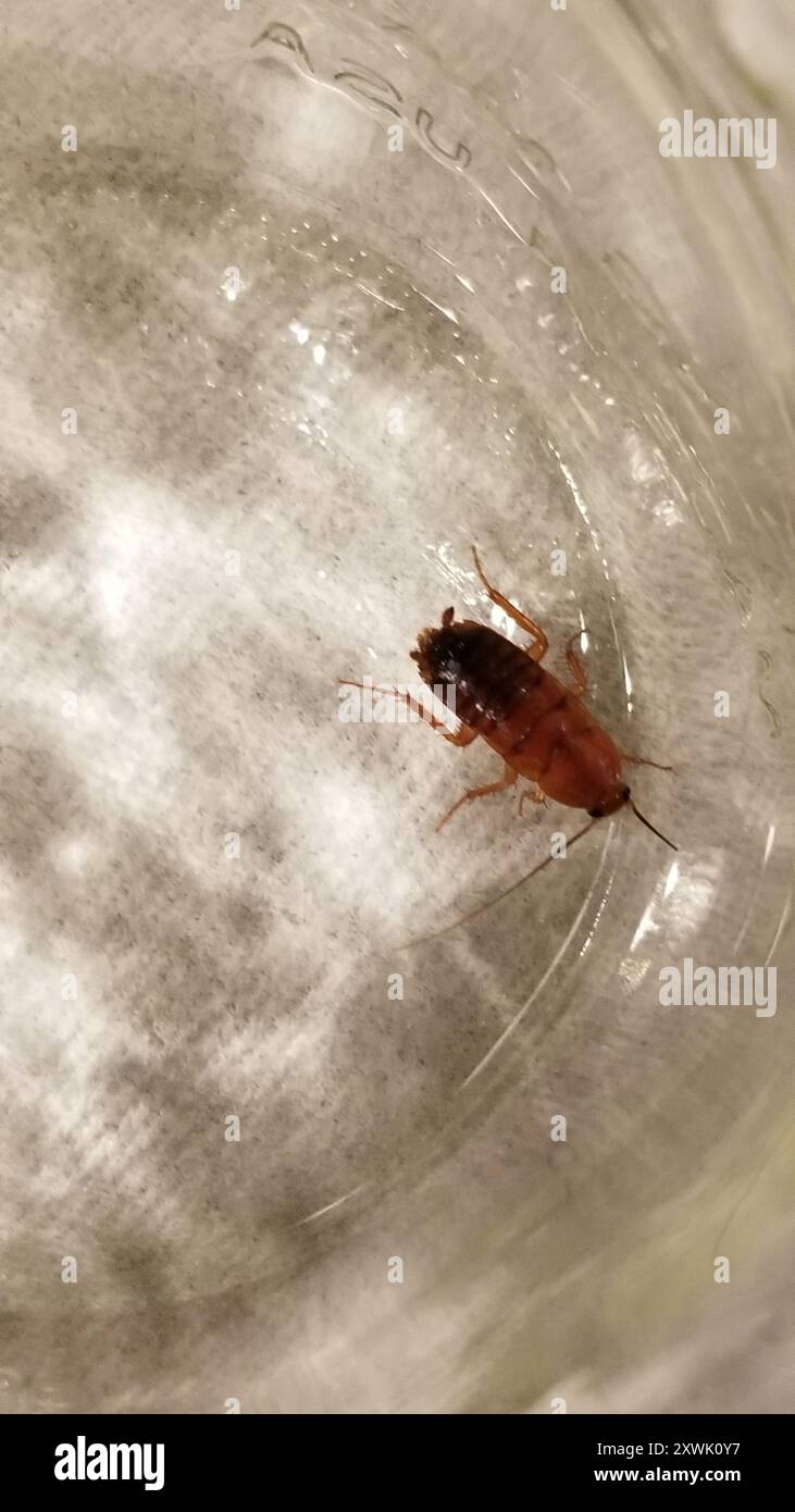 Turkestan Cockroach (Periplaneta lateralis) Insecta Stock Photo - Alamy