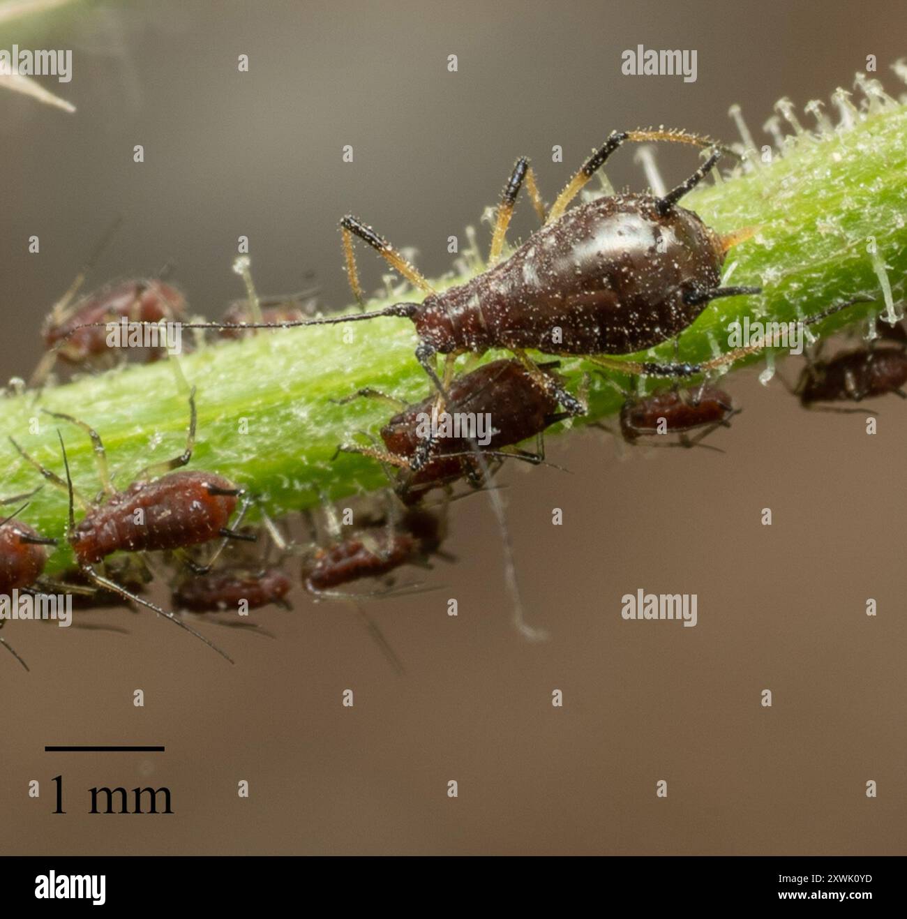 Large Daisy Aphids (Uroleucon) Insecta Stock Photo - Alamy