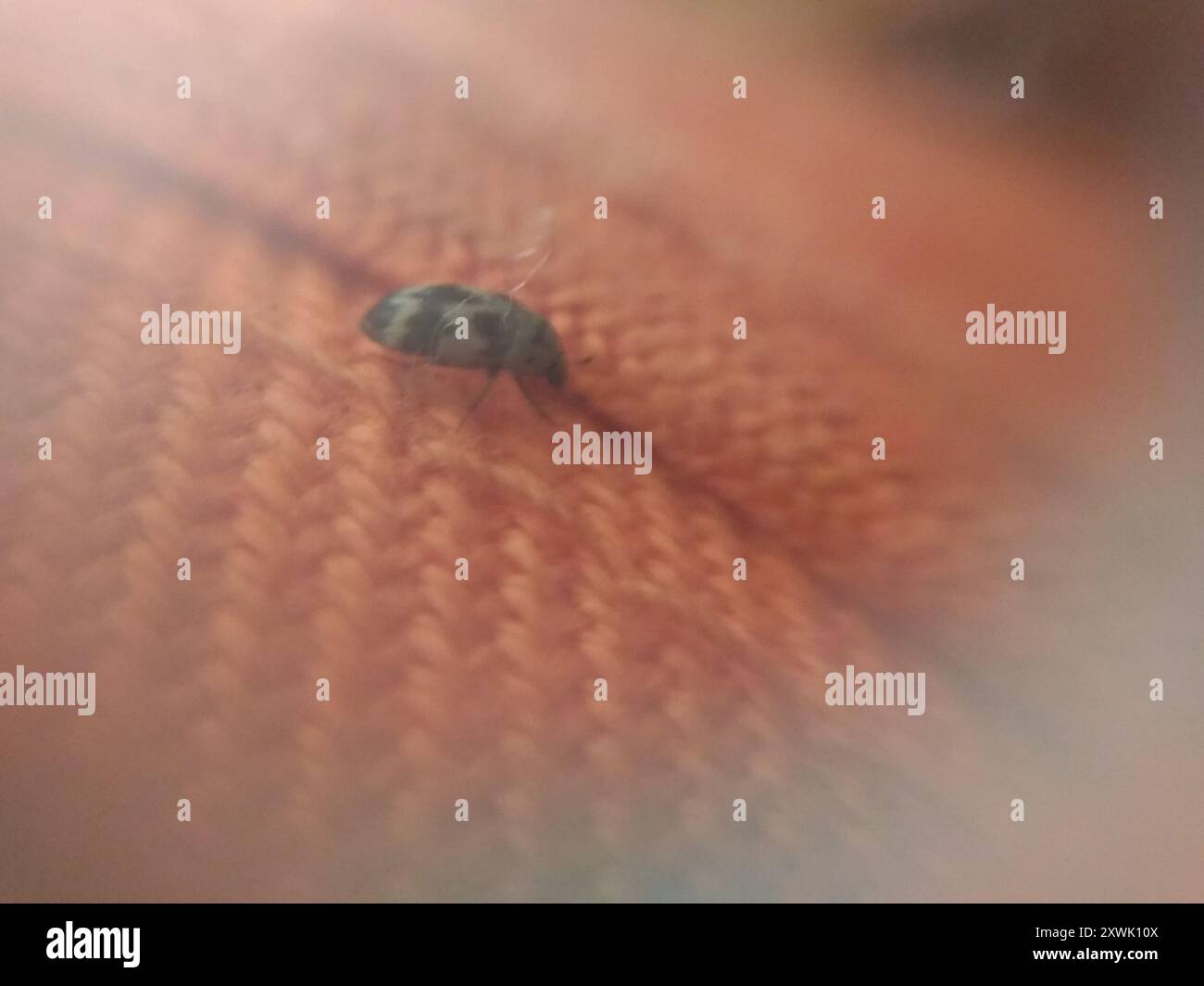 Black Carpet Beetles (Attagenus) Insecta Stock Photo - Alamy