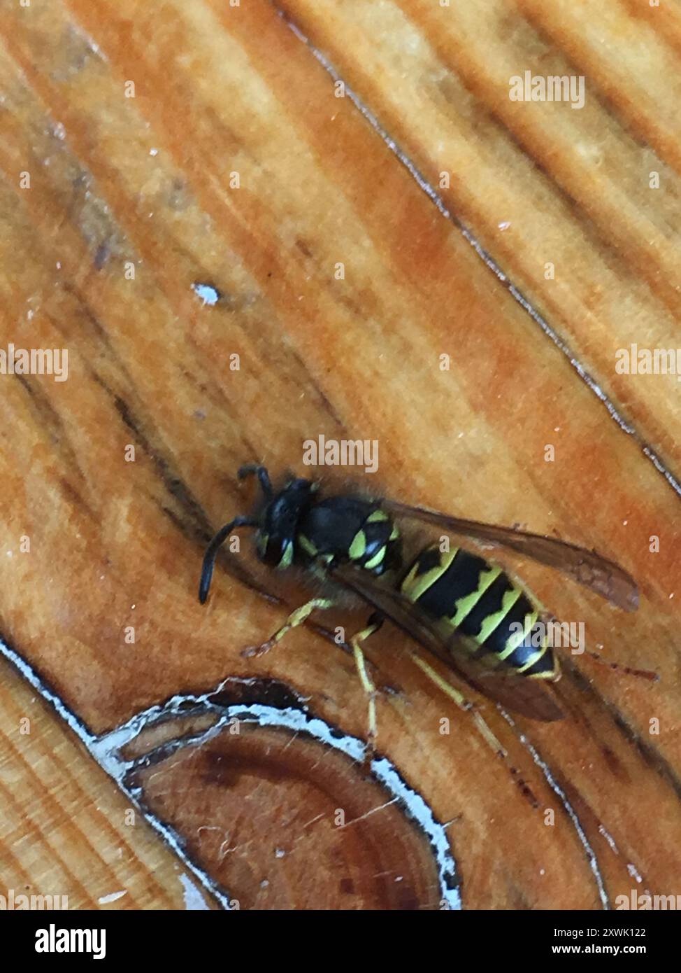 Common European Yellowjacket (Vespula vulgaris) Insecta Stock Photo - Alamy