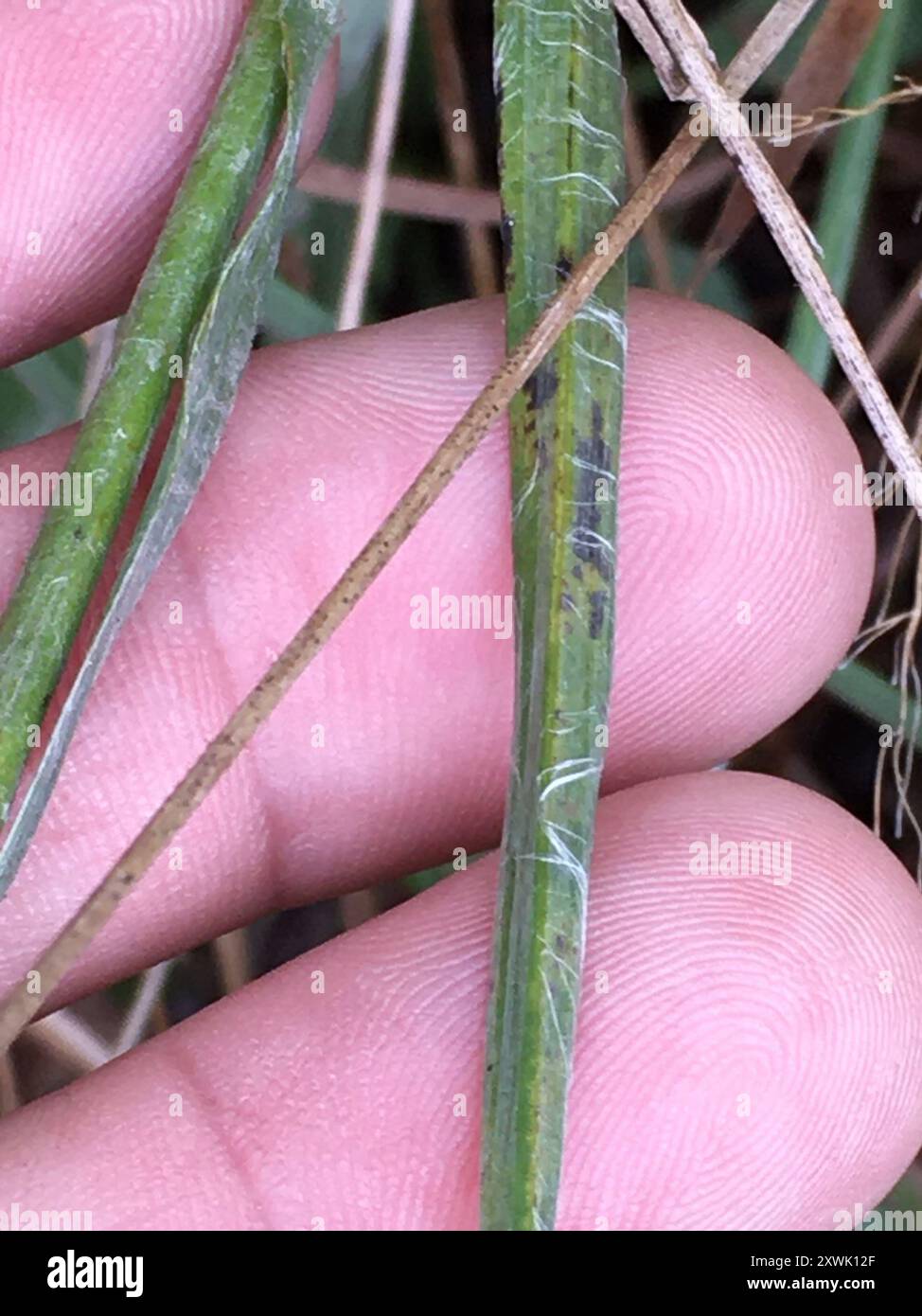 Pineland Silkgrass (Pityopsis aspera) Plantae Stock Photo - Alamy
