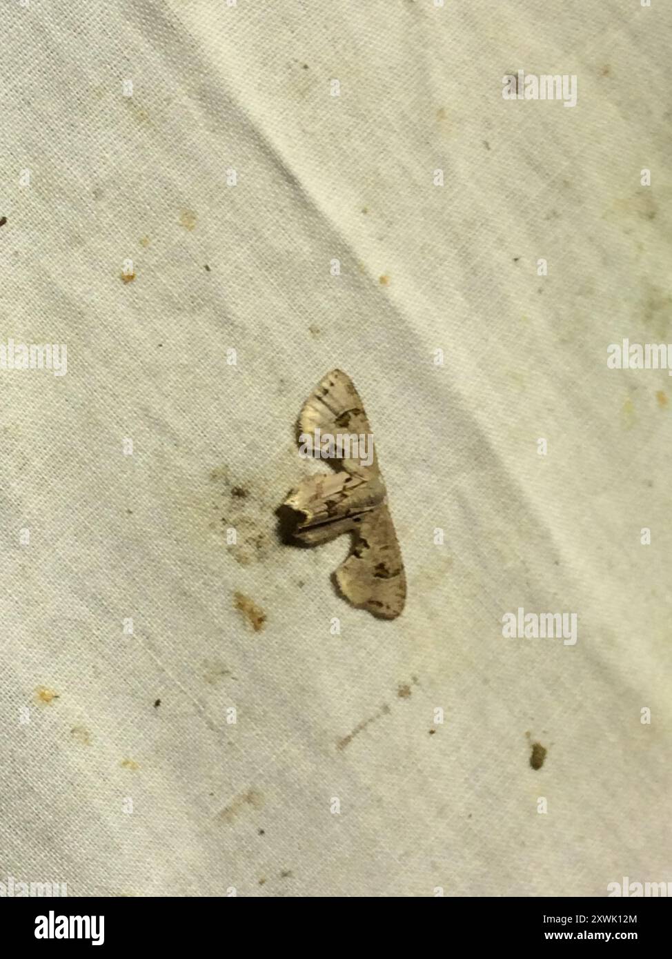 Geometer Moths (Geometridae) Insecta Stock Photo - Alamy