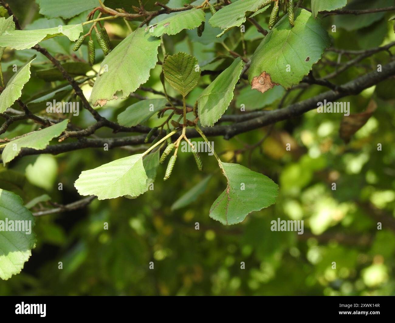 common alder (Alnus glutinosa) Plantae Stock Photo - Alamy
