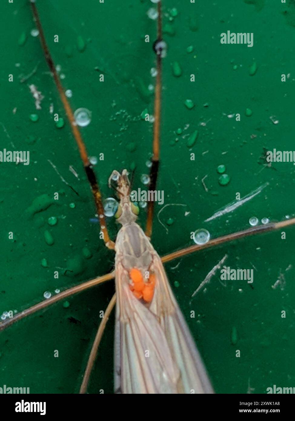 Mites and Ticks (Acari) Arachnida Stock Photo - Alamy