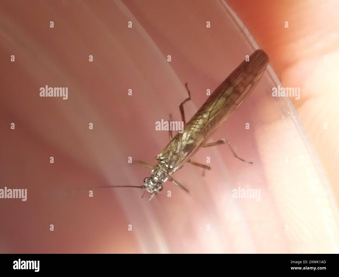 Stoneflies (Plecoptera) Insecta Stock Photo - Alamy