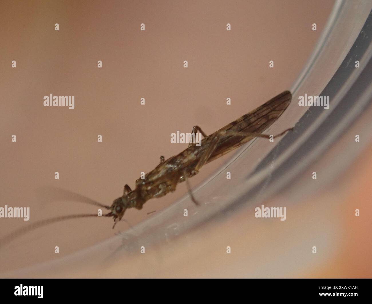 Stoneflies (Plecoptera) Insecta Stock Photo - Alamy