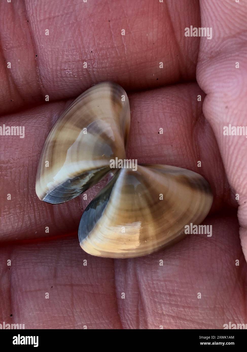 Pismo Clam (Tivela stultorum) Mollusca Stock Photo - Alamy