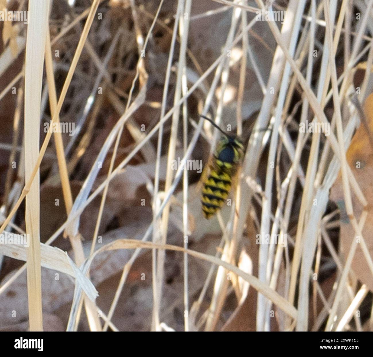 Western Yellowjacket (Vespula pensylvanica) Insecta Stock Photo - Alamy