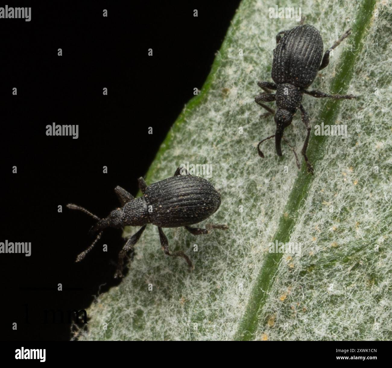 Snout and Bark Beetles (Curculionoidea) Insecta Stock Photo - Alamy