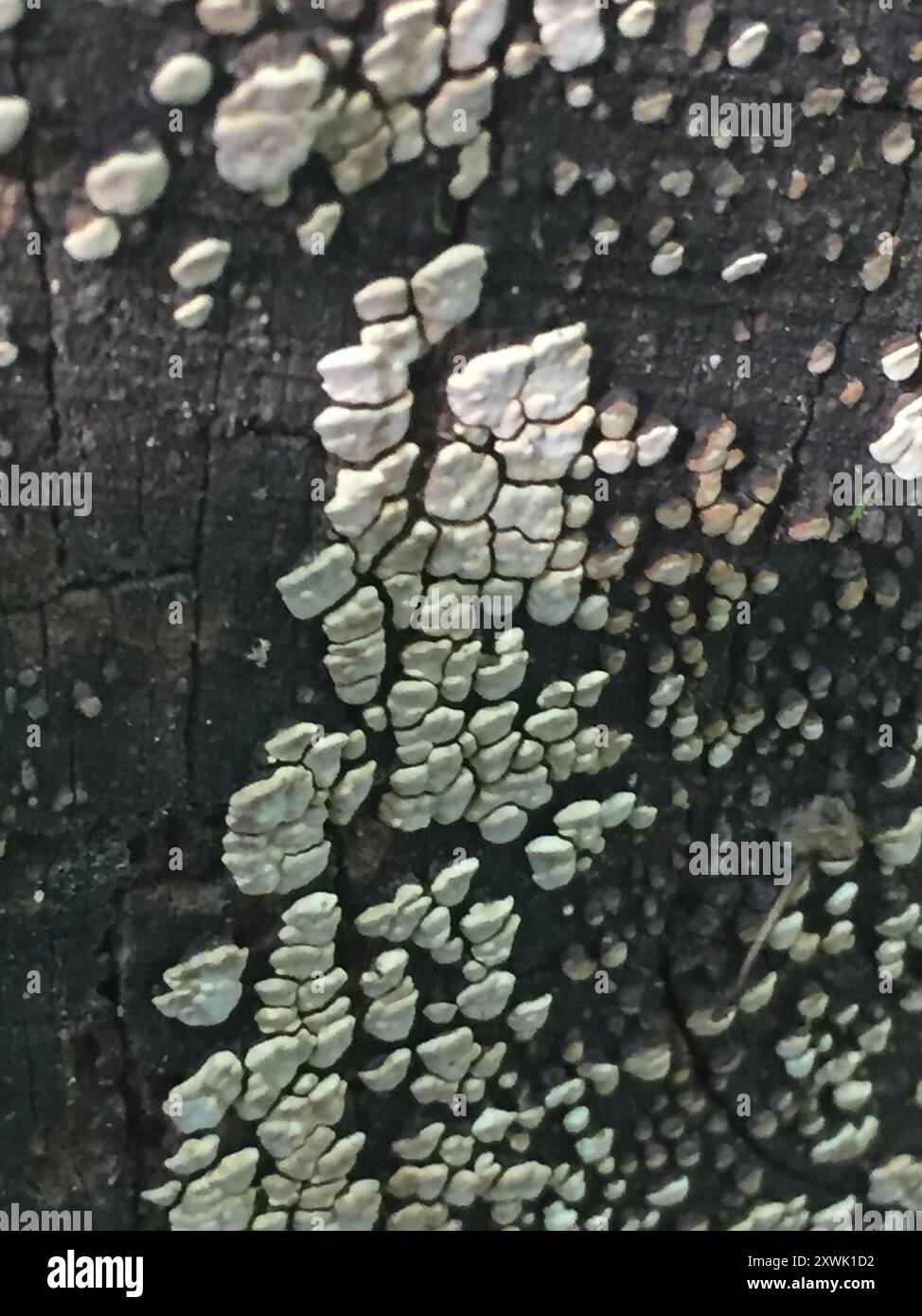 ceramic parchment (Xylobolus frustulatus) Fungi Stock Photo - Alamy