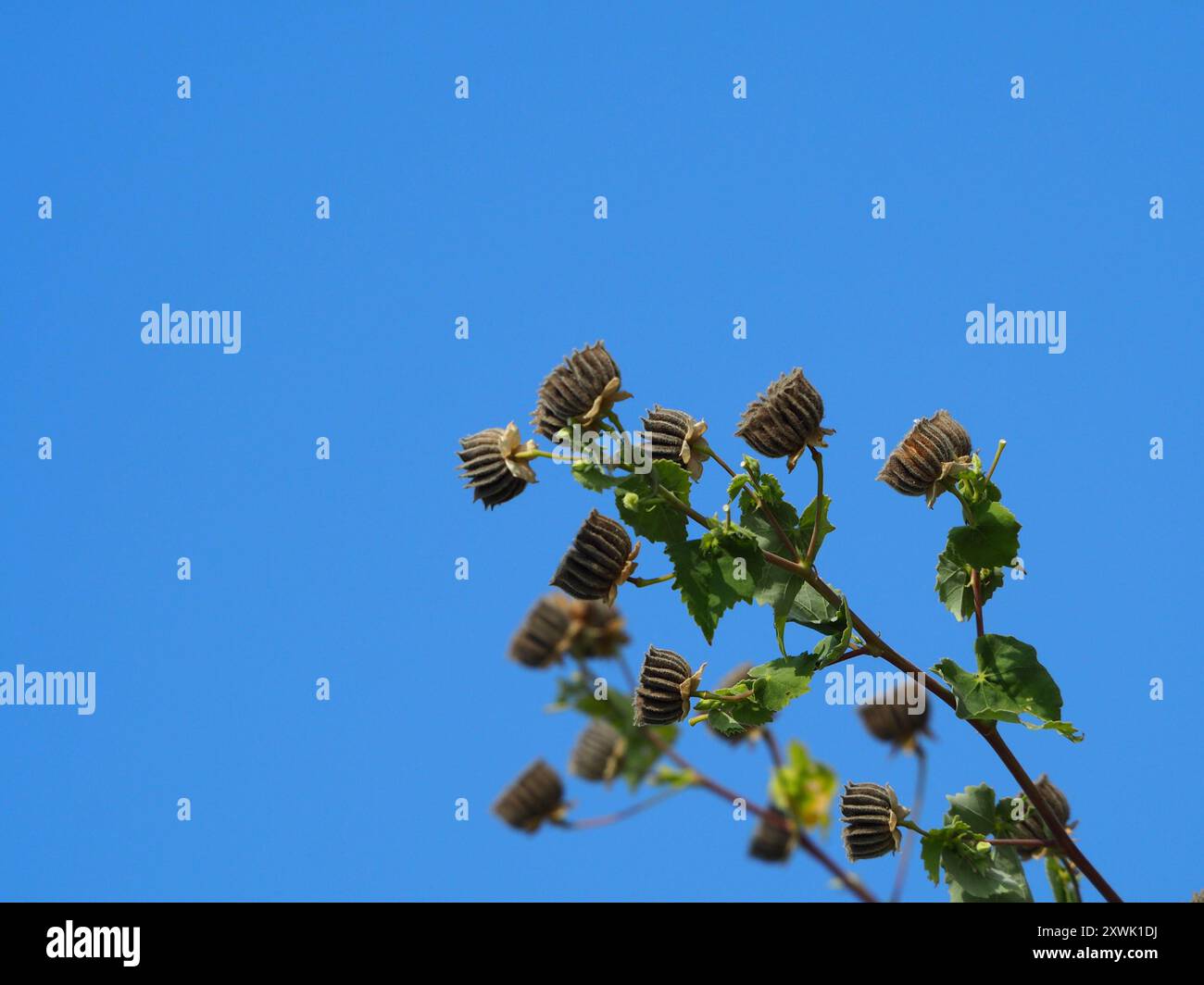 Indian Mallow (Abutilon indicum) Plantae Stock Photo - Alamy