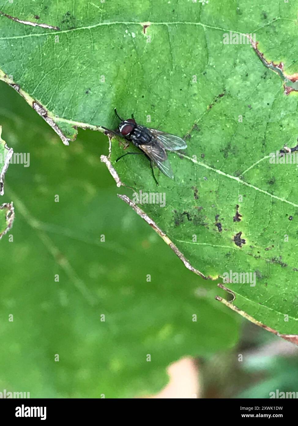 Common House Fly (Musca domestica) Insecta Stock Photo - Alamy