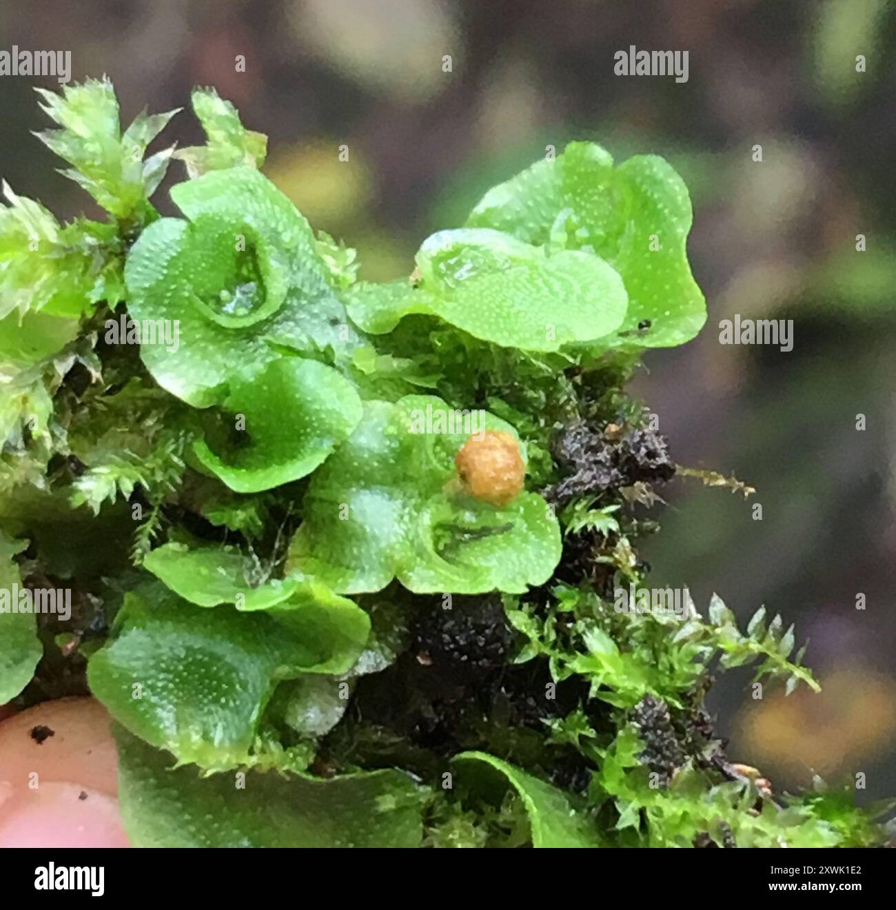 Crescent-cup liverwort (Lunularia cruciata) Plantae Stock Photo - Alamy