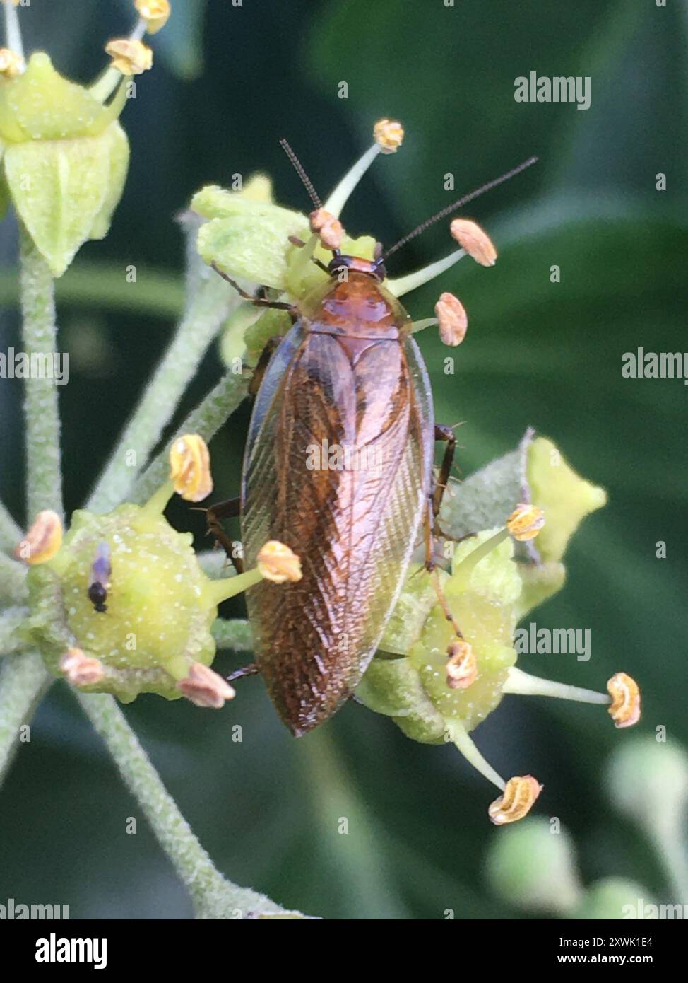 Amber Wood Cockroach (Ectobius vittiventris) Insecta Stock Photo - Alamy