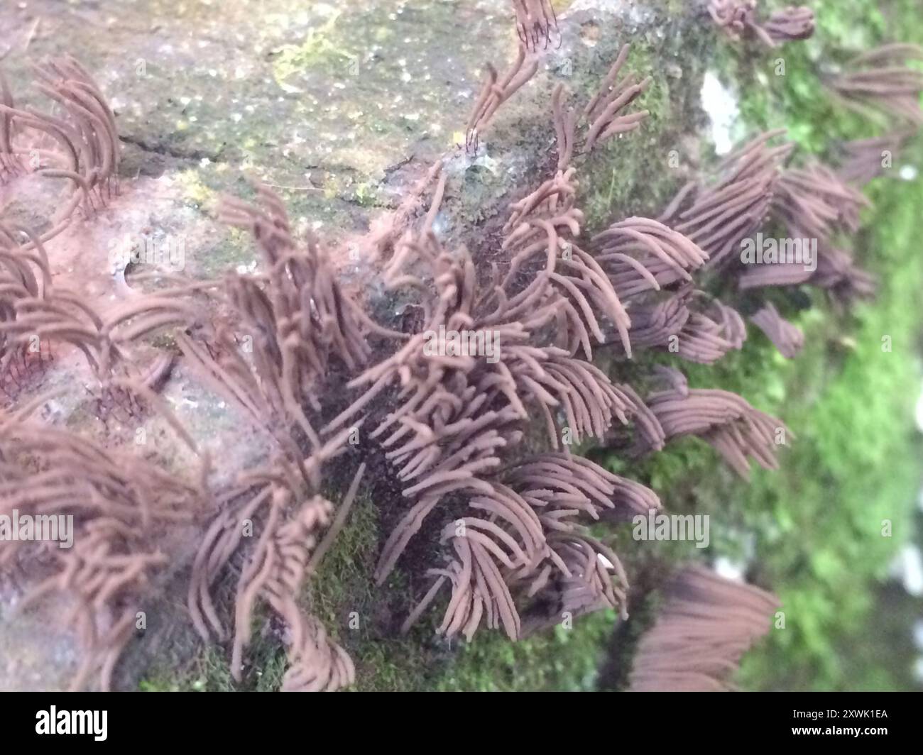 Chocolate Tube Slimes (Stemonitis) Protozoa Stock Photo - Alamy