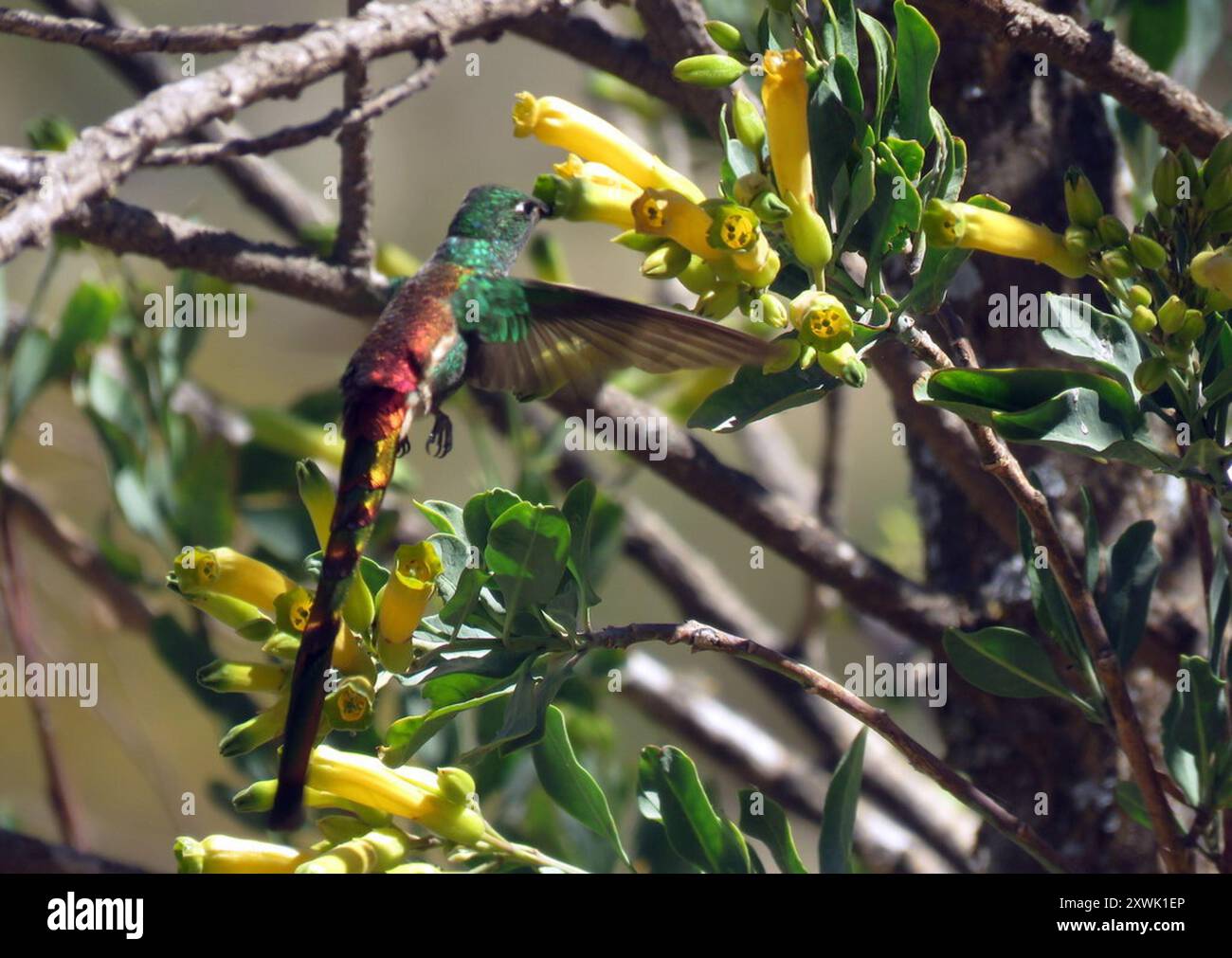 Sappho comet hi-res stock photography and images - Alamy