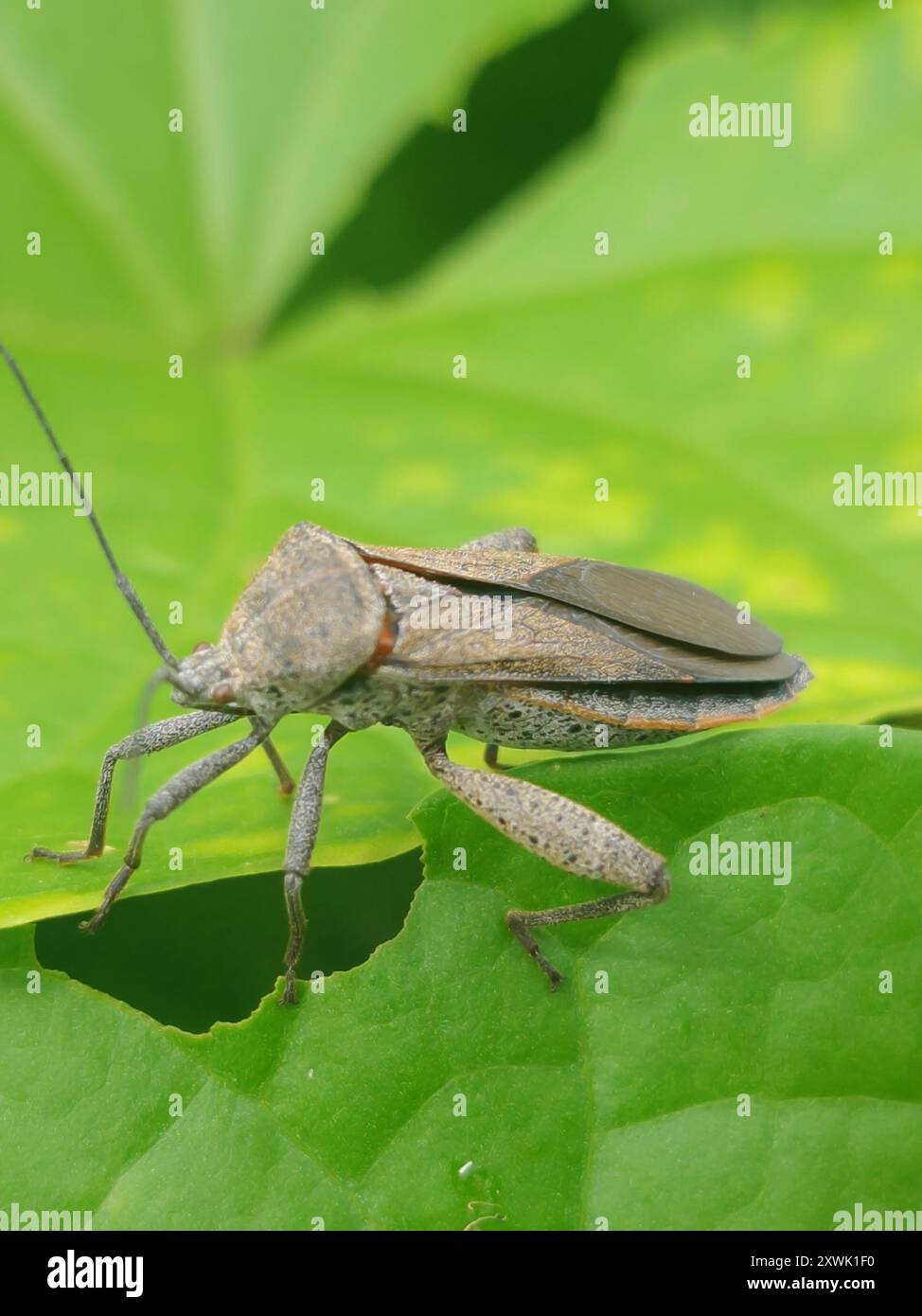 sweet potato bug (Physomerus grossipes) Insecta Stock Photo - Alamy
