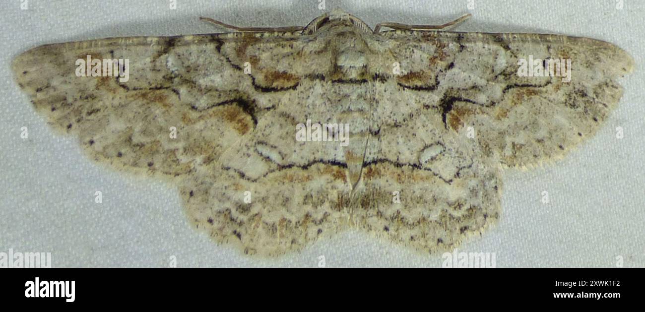 Brown-shaded Gray (Iridopsis defectaria) Insecta Stock Photo - Alamy