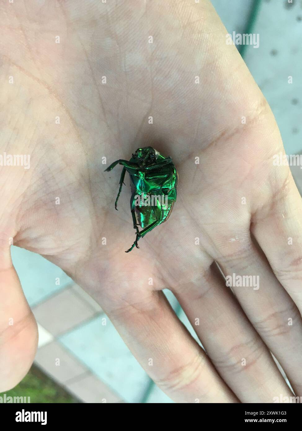 Figeater Beetle (Cotinis mutabilis) Insecta Stock Photo - Alamy