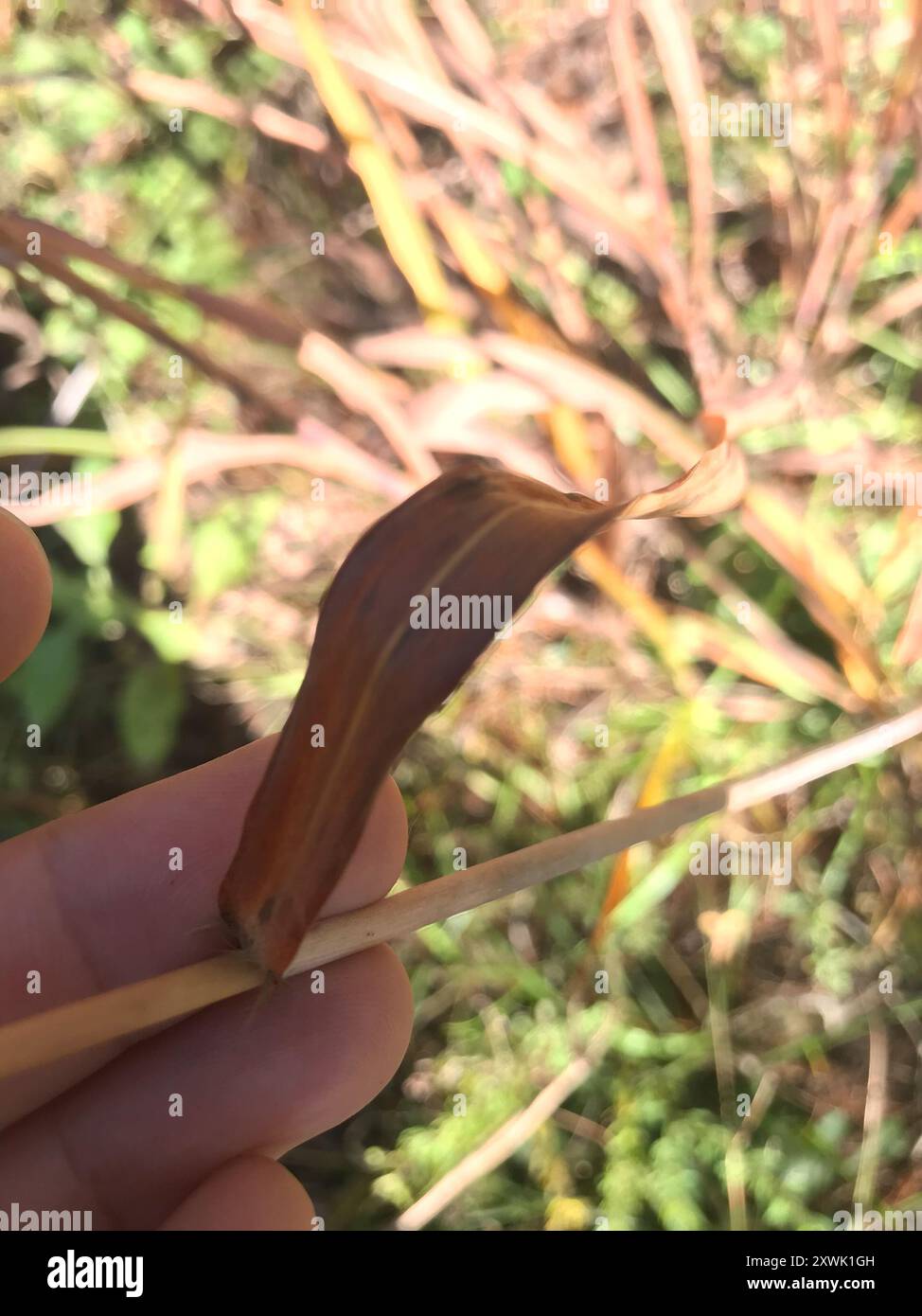sugarcane plumegrass (Erianthus giganteus) Plantae Stock Photo - Alamy