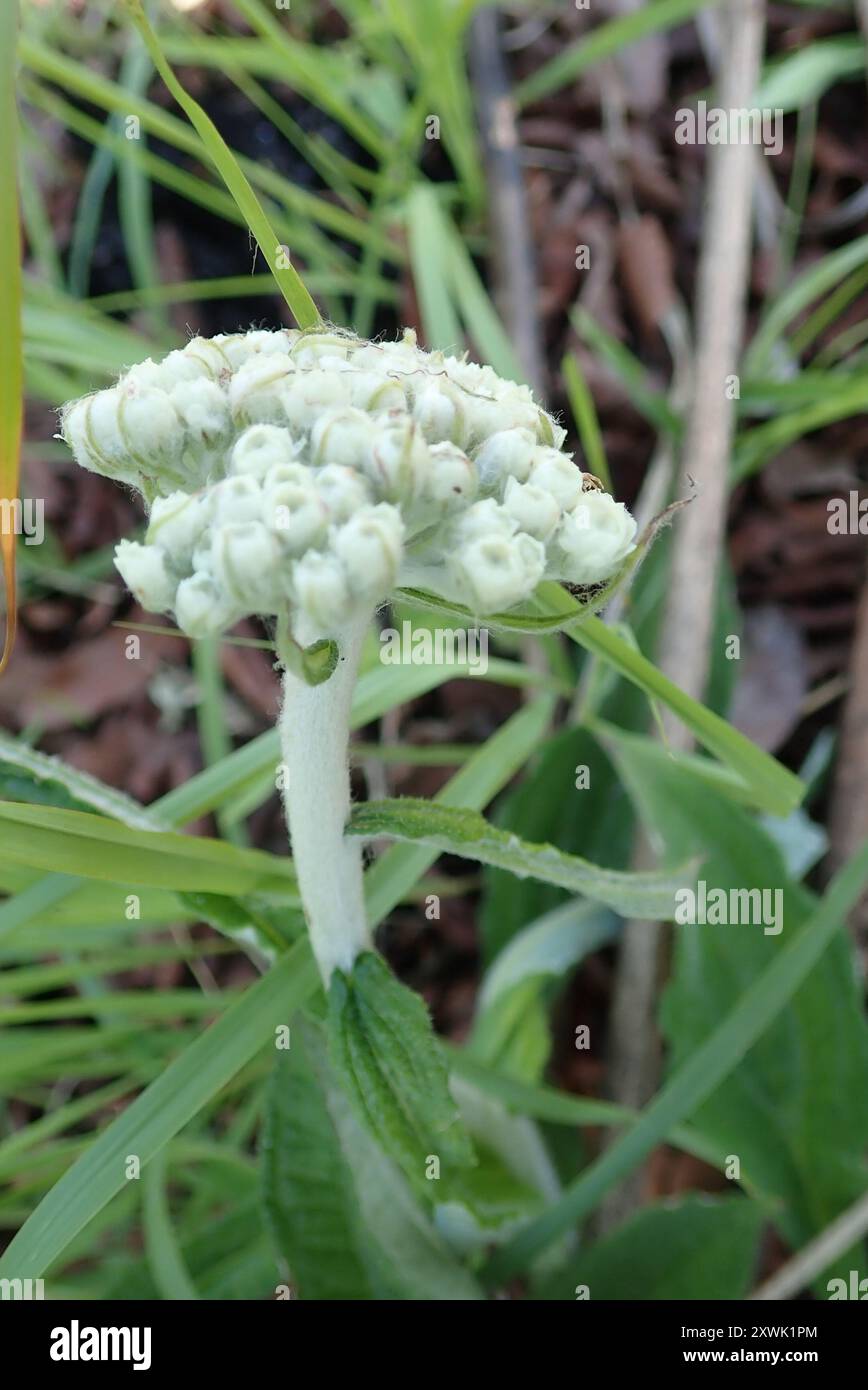 Pale Everlasting (Helichrysum pallidum) Plantae Stock Photo - Alamy